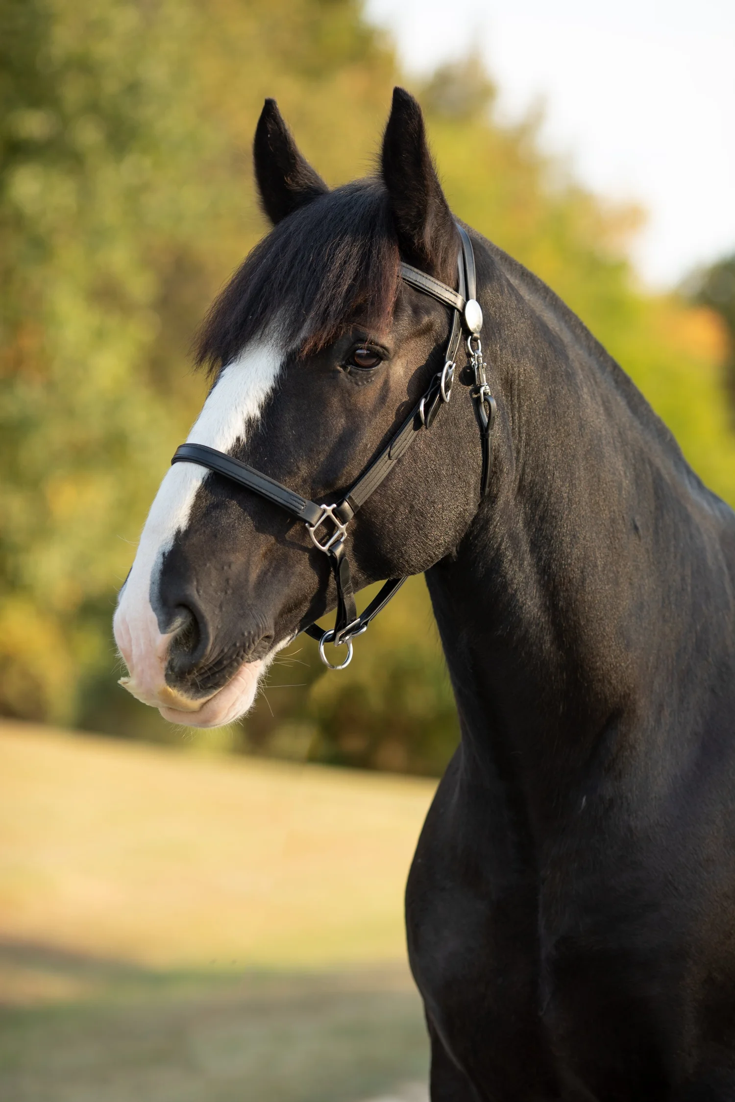 Horses — Madison Mounted Horse Patrol