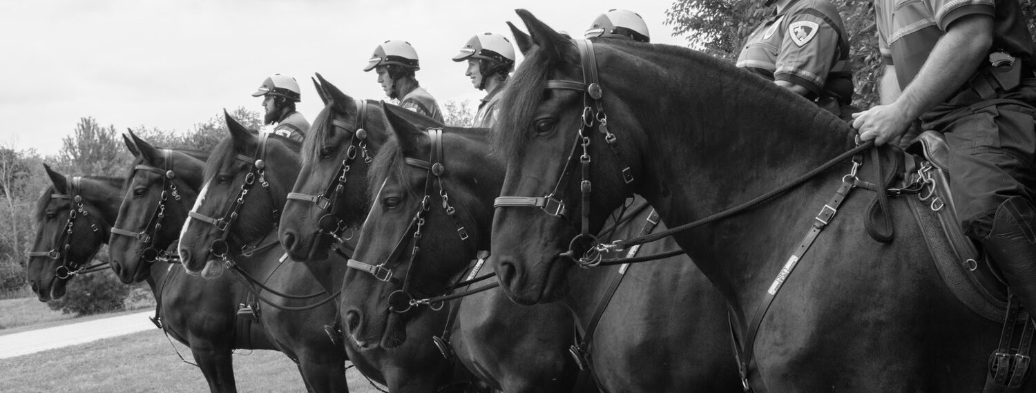 Horses — Madison Mounted Horse Patrol