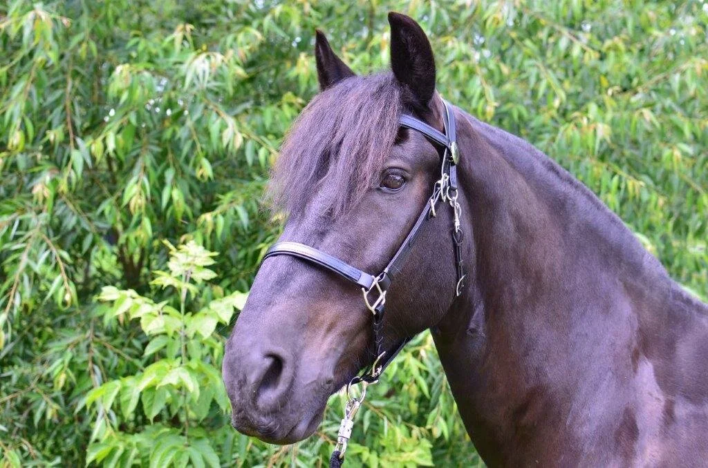 Horses — Madison Mounted Horse Patrol