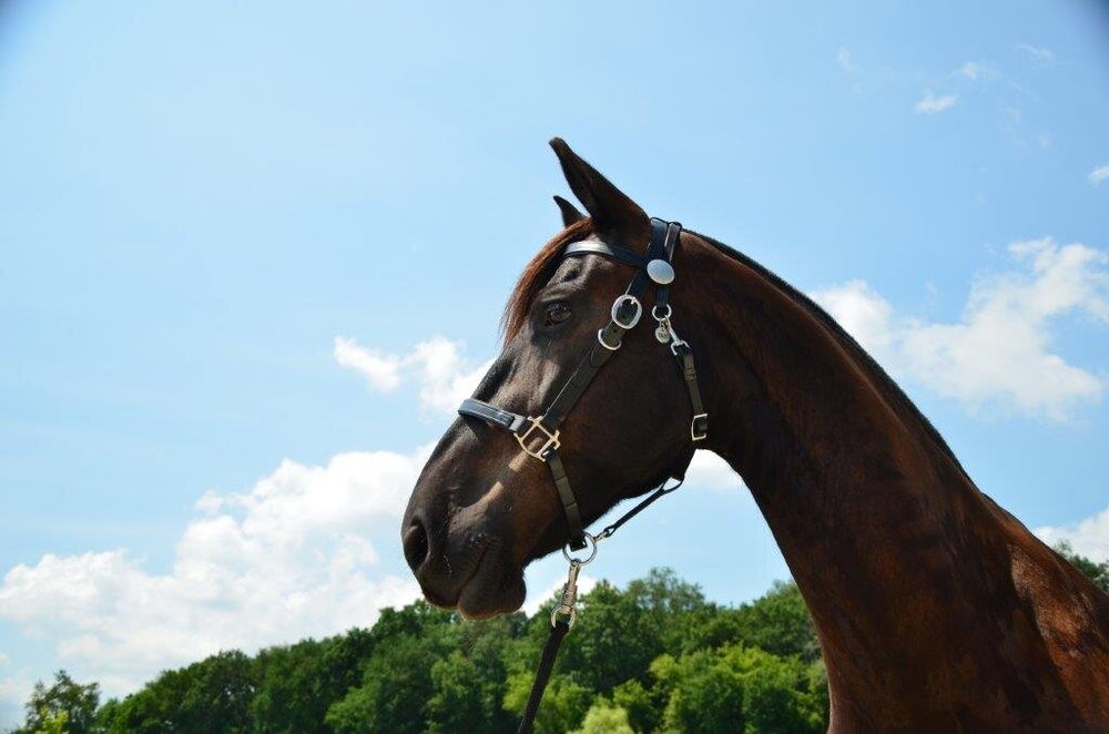 Board — Madison Mounted Horse Patrol