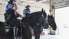 Officers — Madison Mounted Horse Patrol