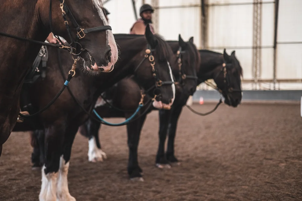 Unit History — Madison Mounted Horse Patrol
