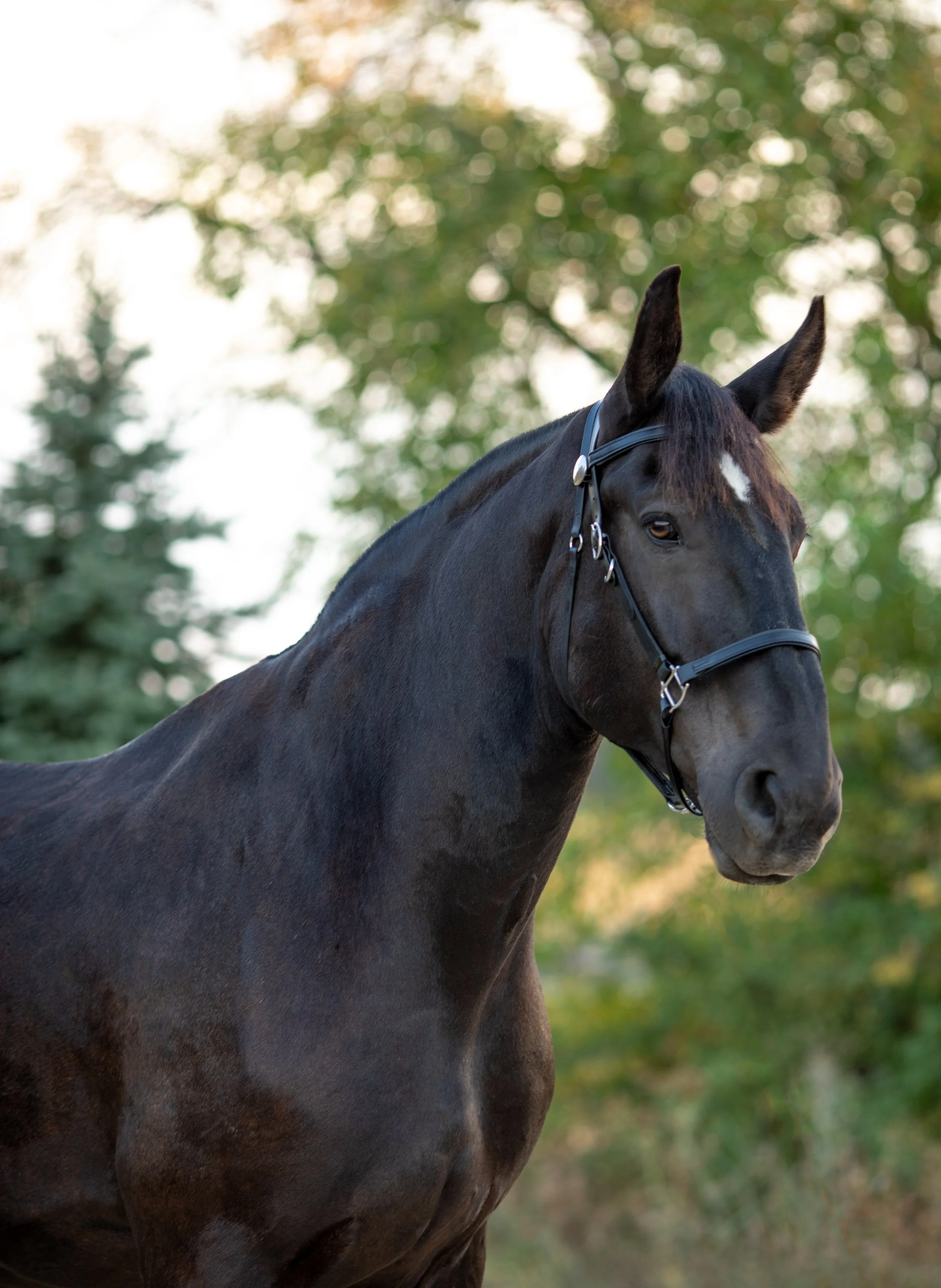 Horses — Madison Mounted Horse Patrol