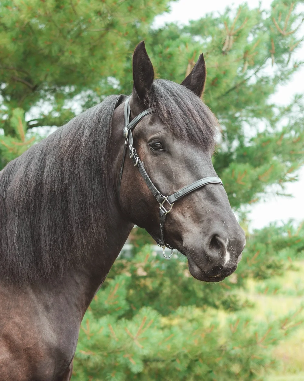Horses — Madison Mounted Horse Patrol