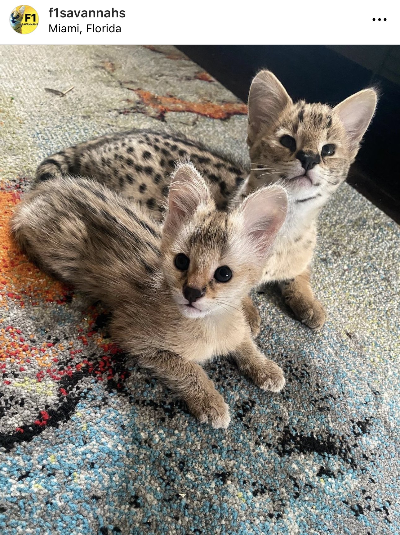 F1 Savannah Cat Silver