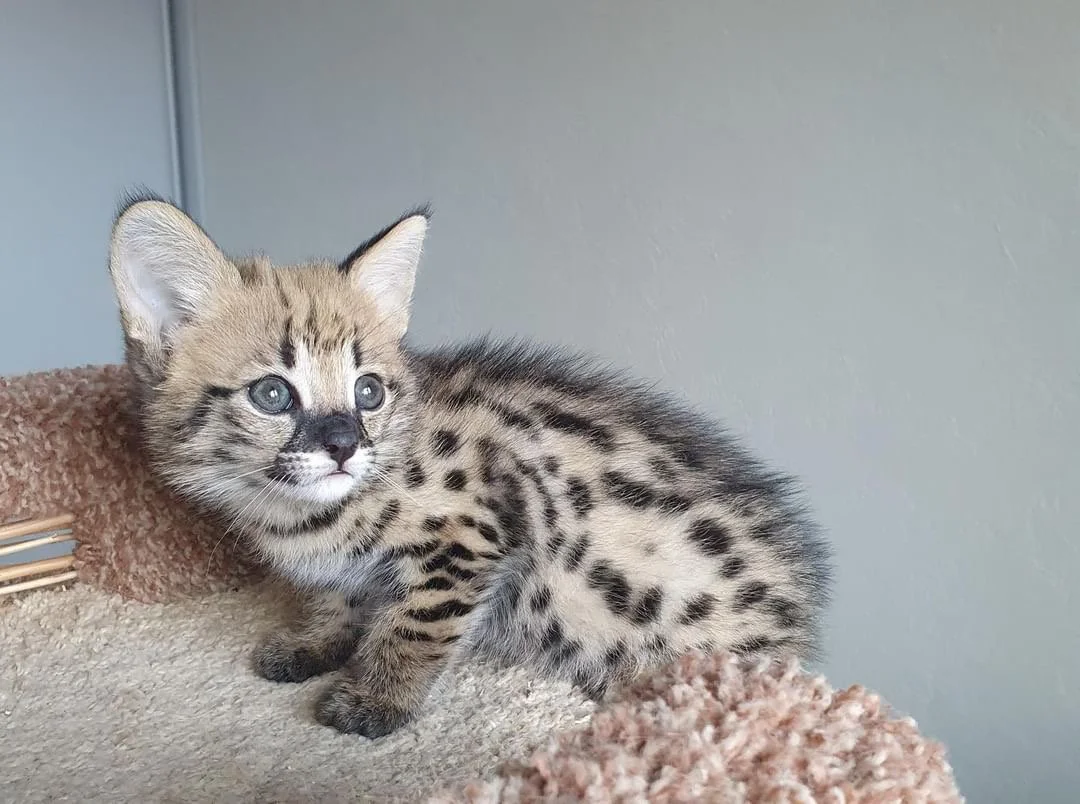 Savannah Cats for Sale — F1 Savannah Cat Breeder