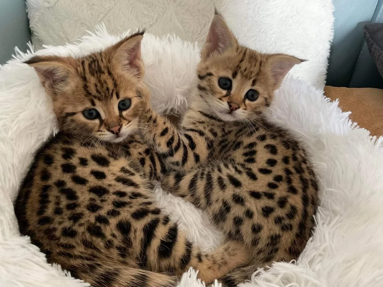 F1 Savannah Cats For Sale F1 F2 Savannah Kitten Breeder California