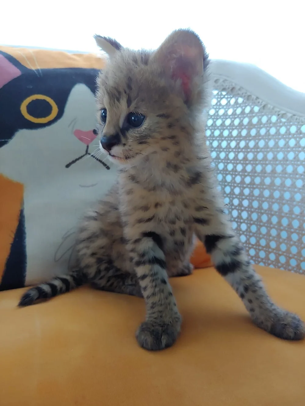 Savannah Cat Images — F1 Savannah Cat Breeder