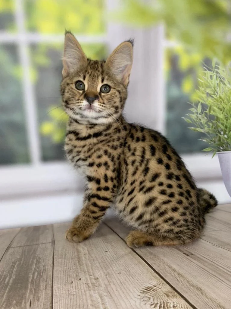 What is a F1 & F2 Savannah Cat? — F1 Savannah Cat Breeder