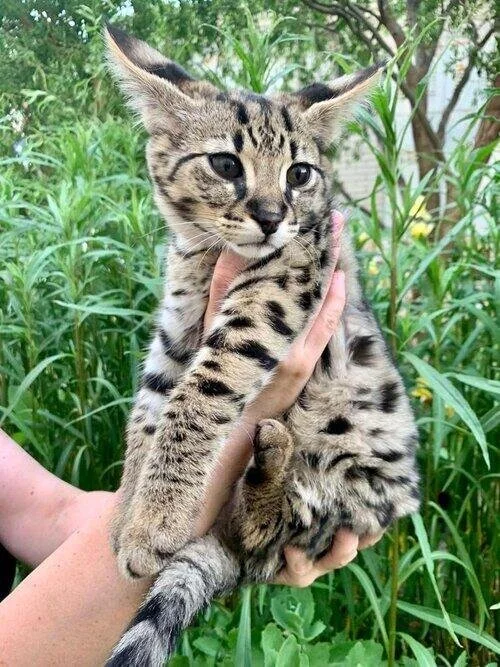 Serval Cat Price