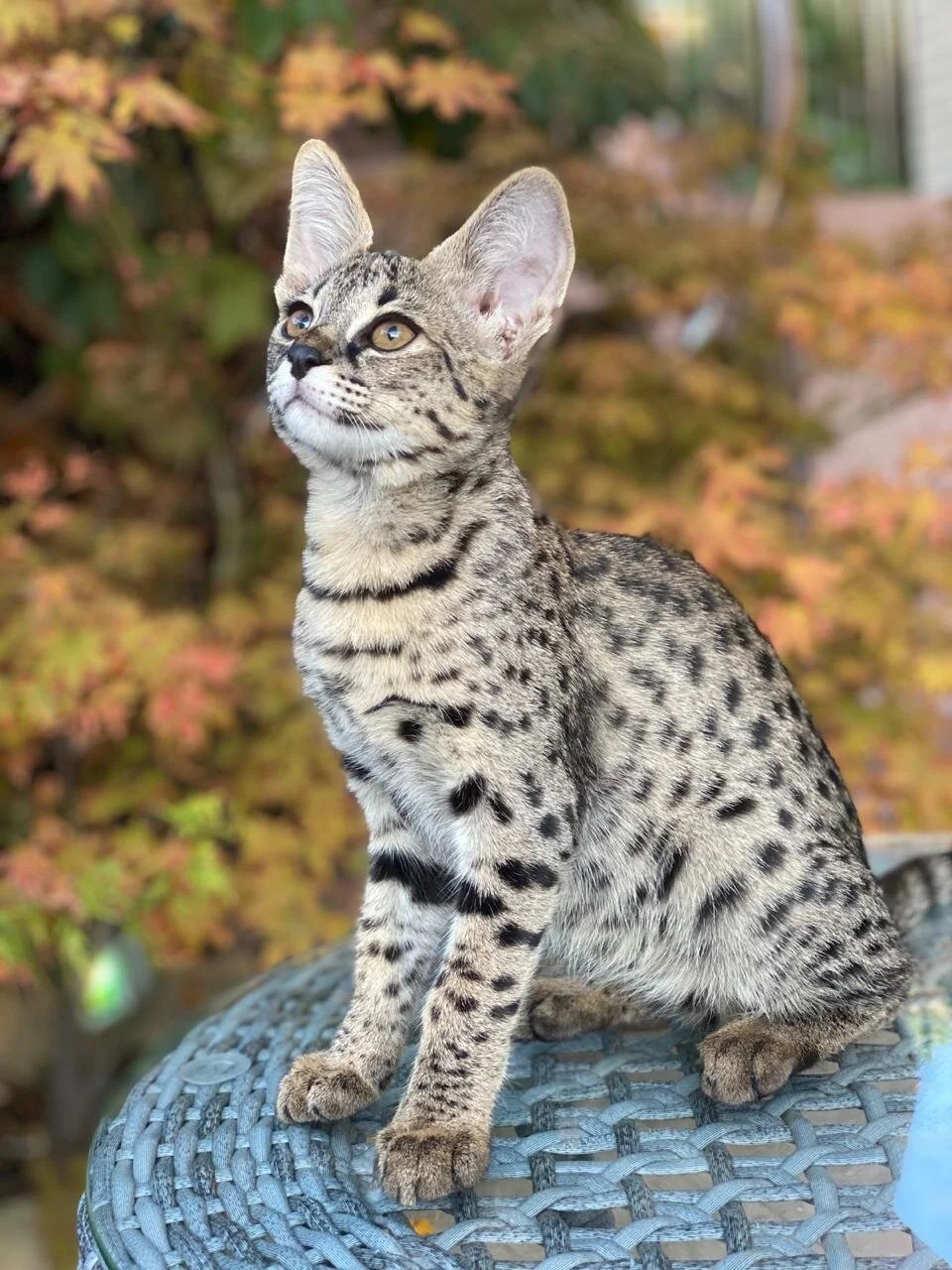 F1 Savannah Cats For Sale | F1 & F2 Savannah Kitten Breeder California ...