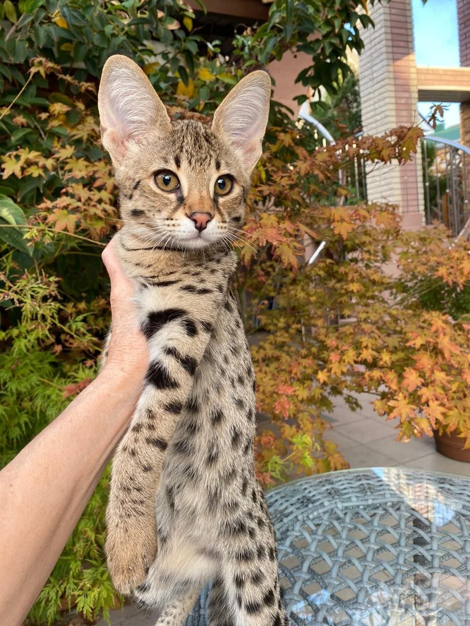 F1 Savannah Cats For Sale | F1 & F2 Savannah Kitten Breeder California ...
