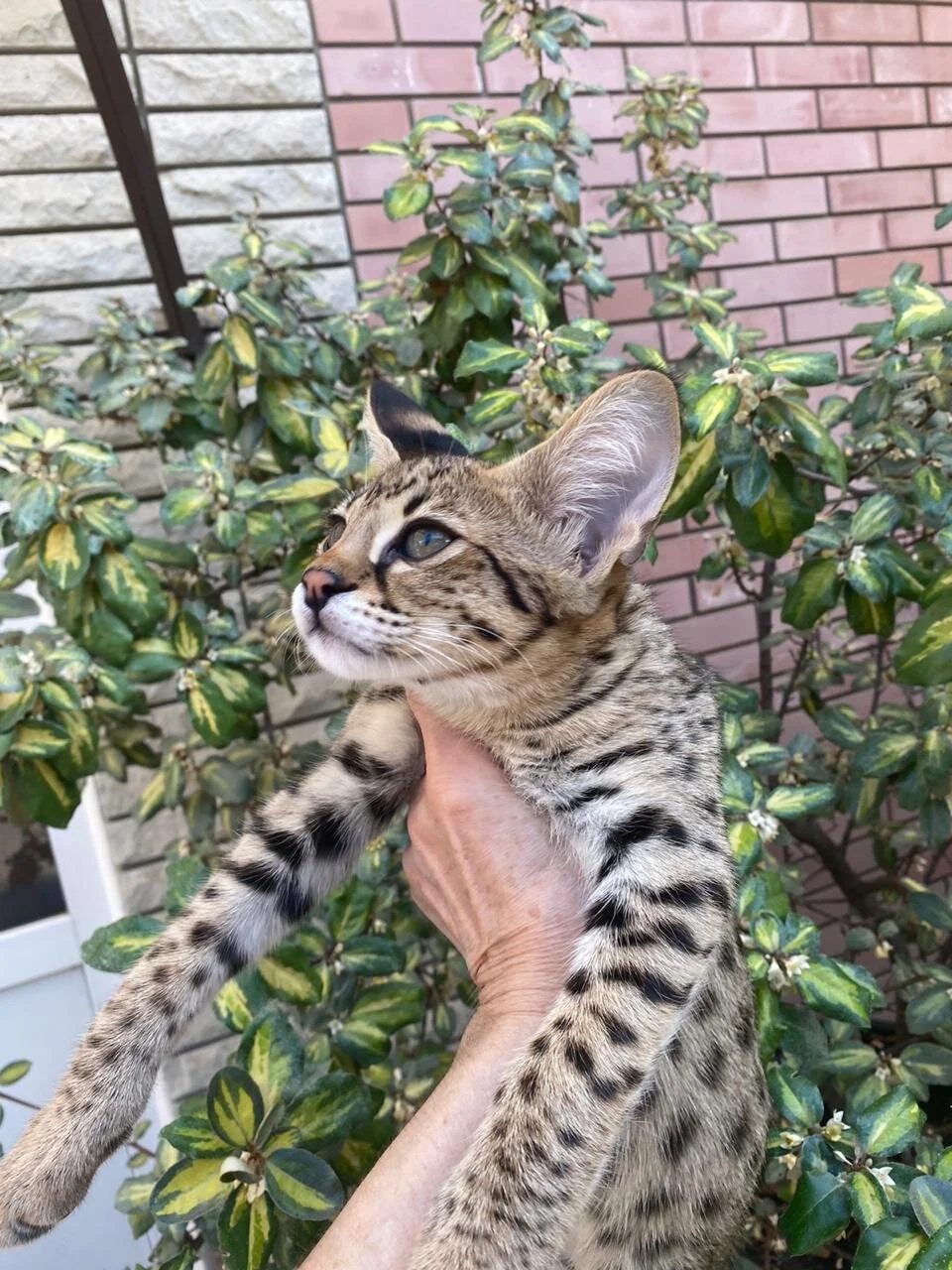 F1 Savannah Cats For Sale | F1 & F2 Savannah Kitten Breeder California ...