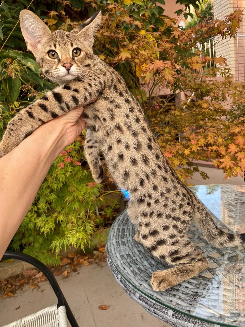 F1 Savannah Cats For Sale | F1 & F2 Savannah Kitten Breeder California ...