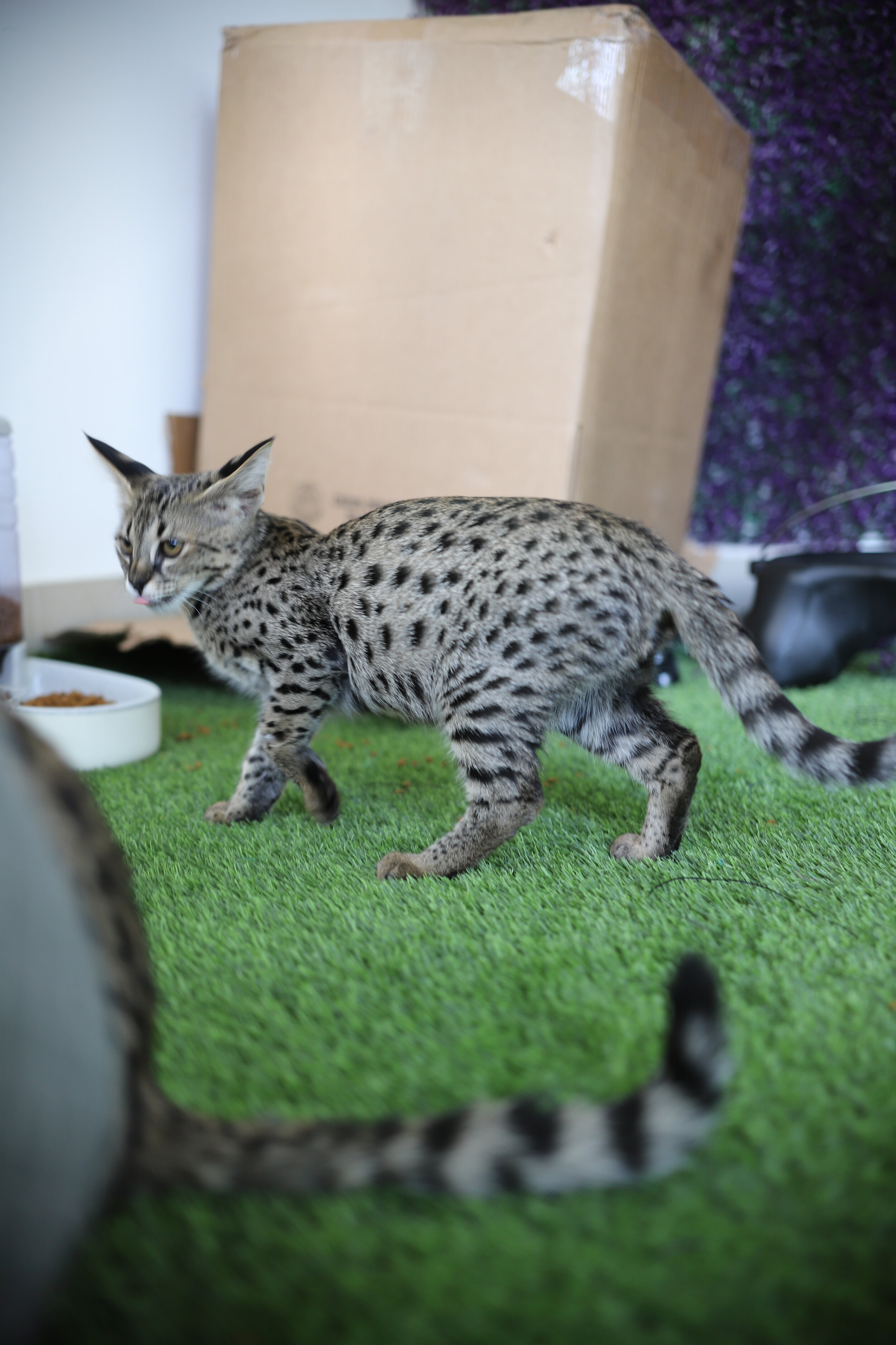 F1 Savannah Cats For Sale | F1 & F2 Savannah Kitten Breeder California ...