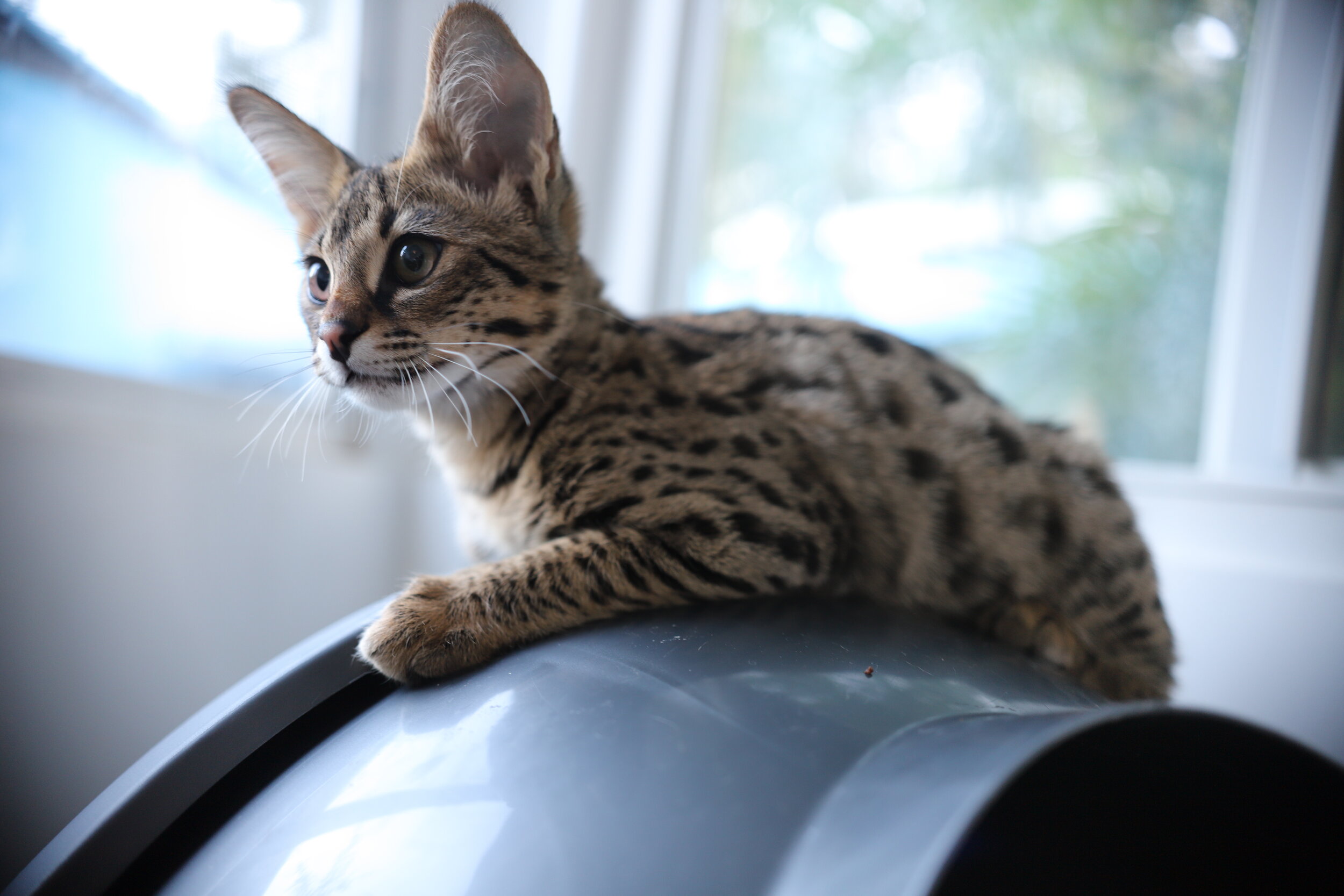 F1 Savannah Cats For Sale | F1 & F2 Savannah Kitten Breeder California ...