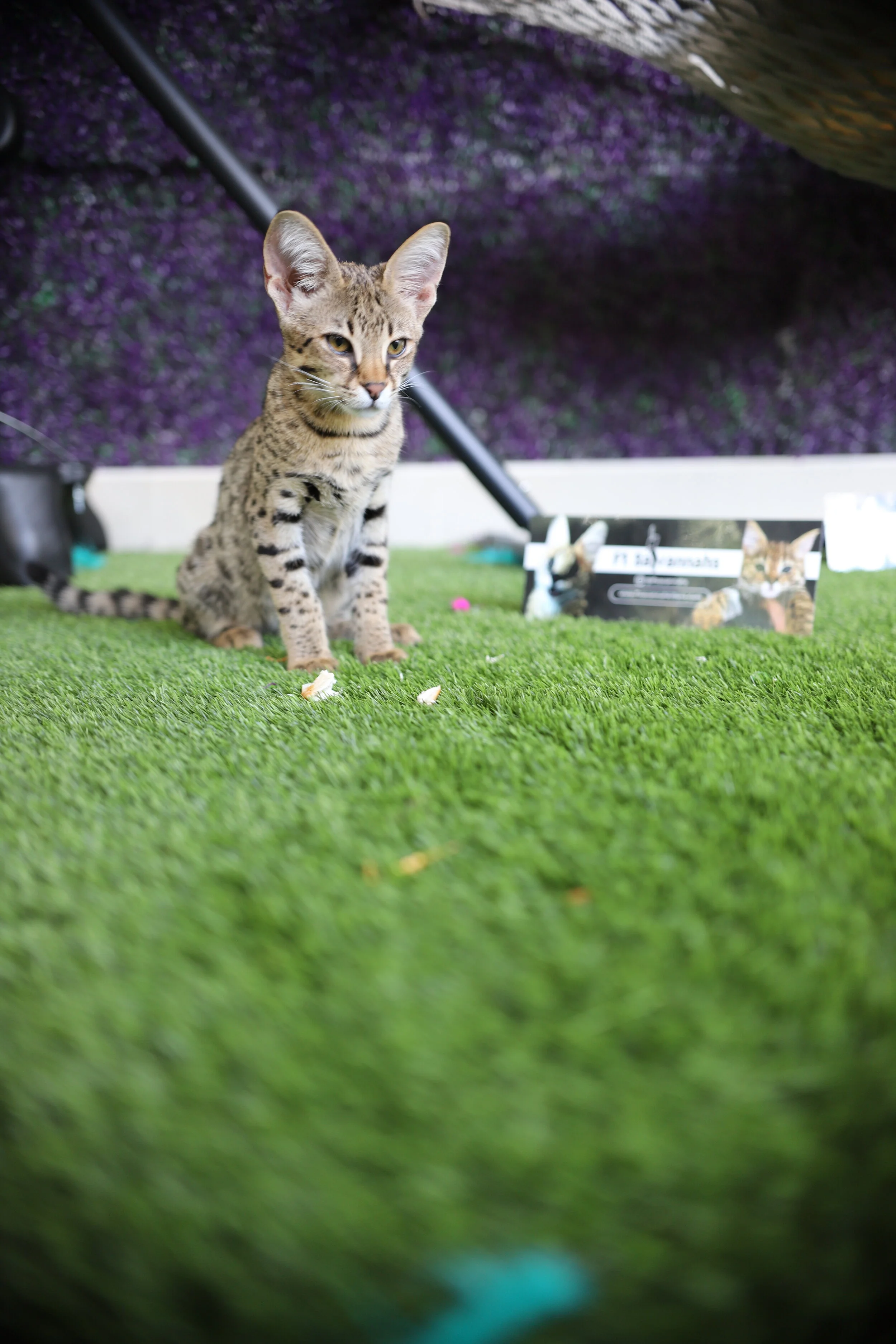 F1 Savannah Cats For Sale | F1 & F2 Savannah Kitten Breeder California ...