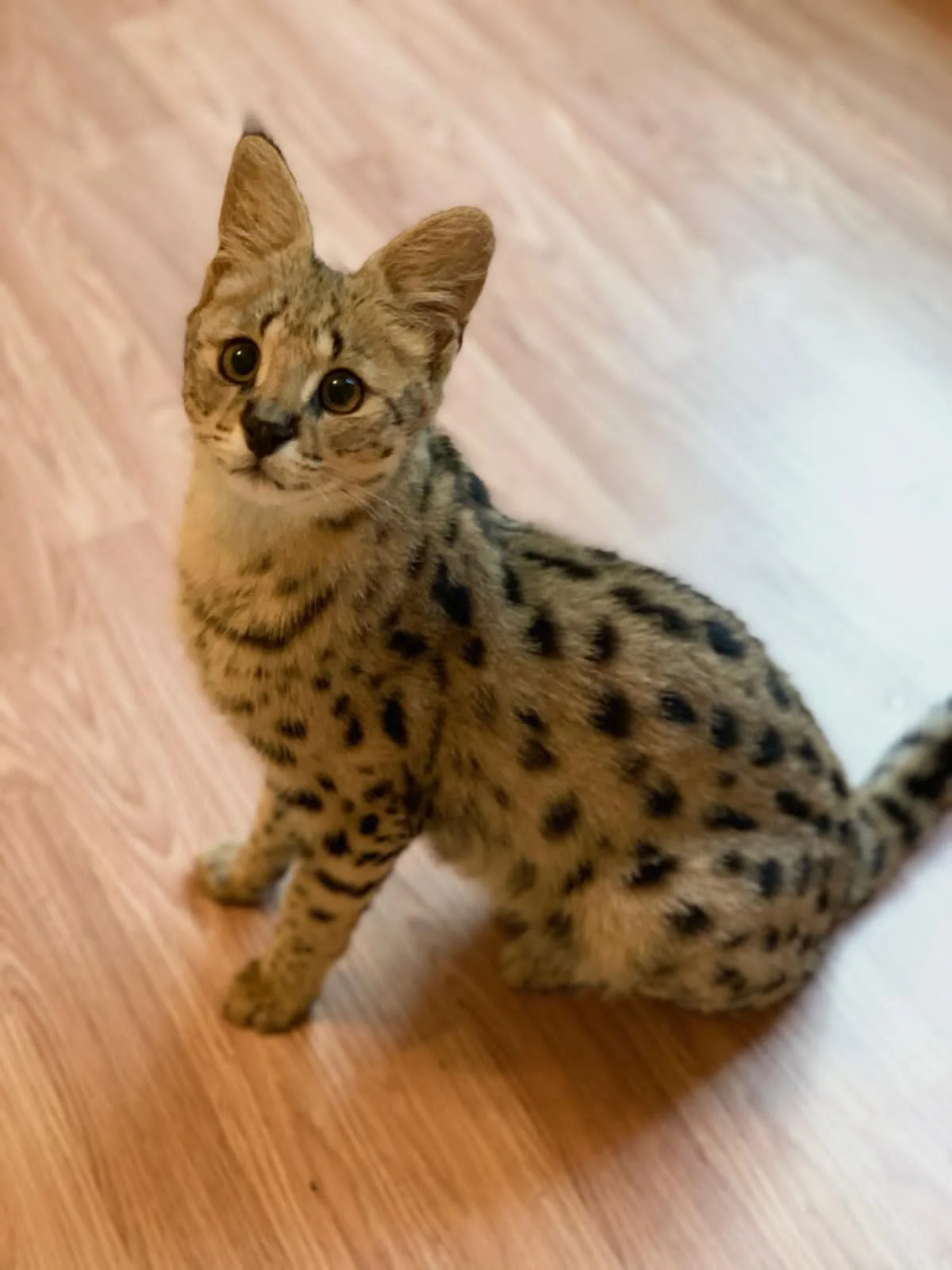 F1 Savannah Cats For Sale | F1 & F2 Savannah Kitten Breeder California ...