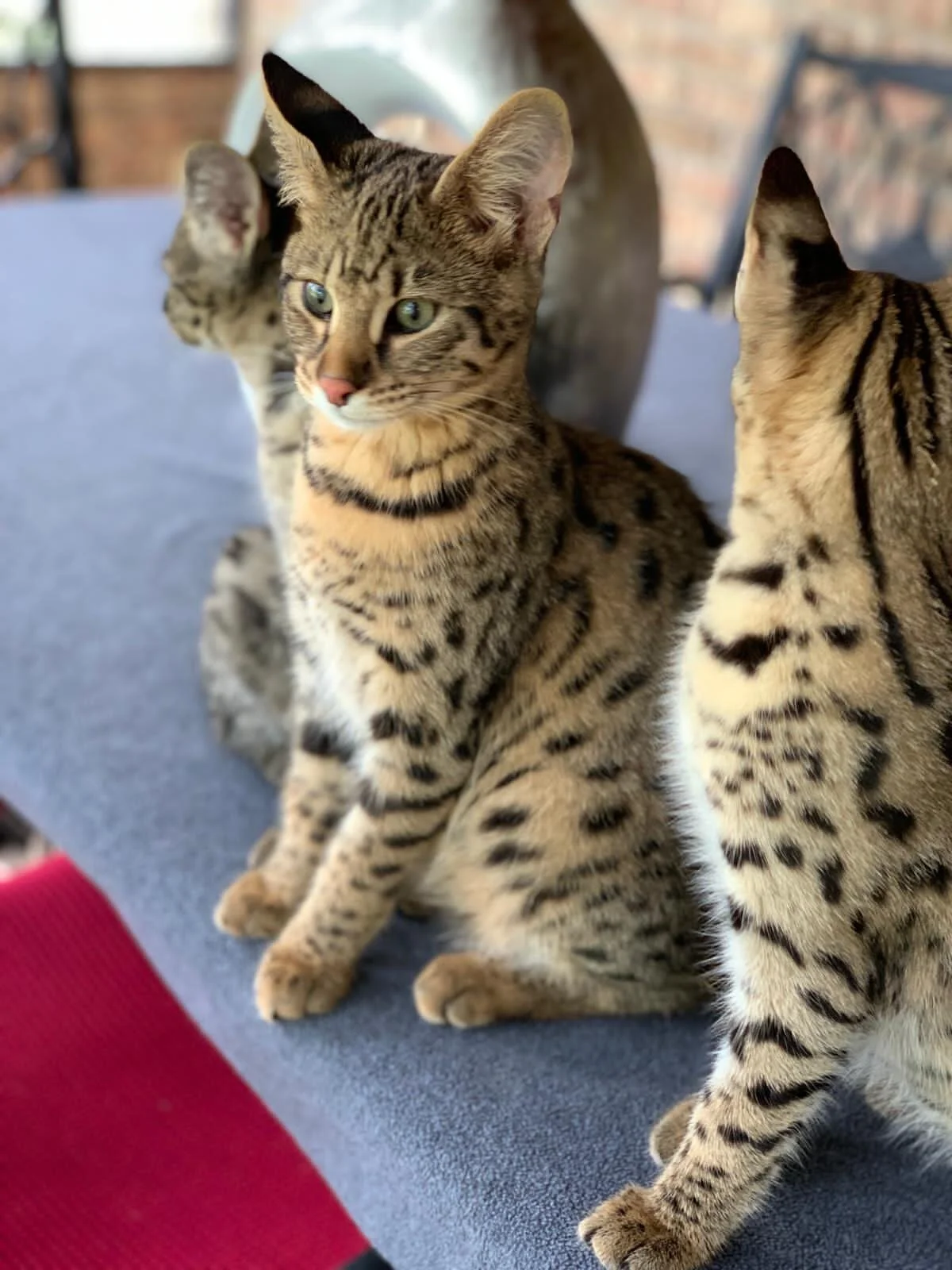 F1 Savannah Cats For Sale | F1 & F2 Savannah Kitten Breeder California ...