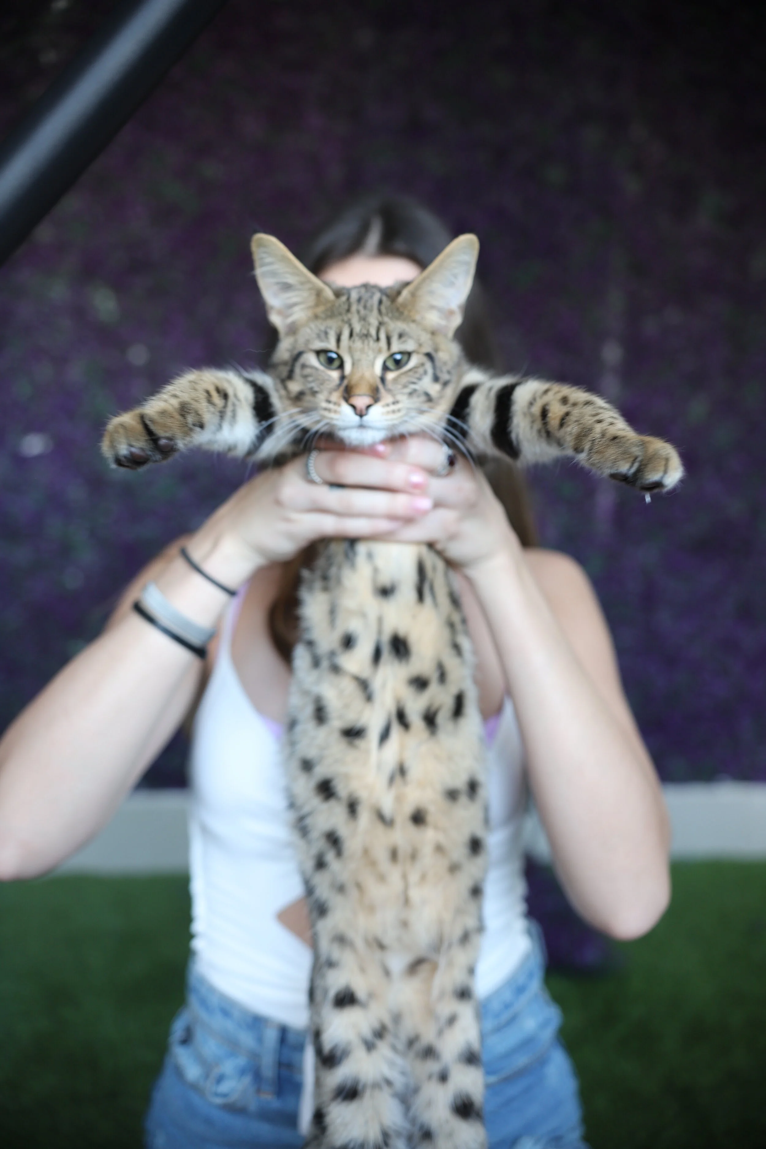 F1 Savannah Cats For Sale | F1 & F2 Savannah Kitten Breeder California ...