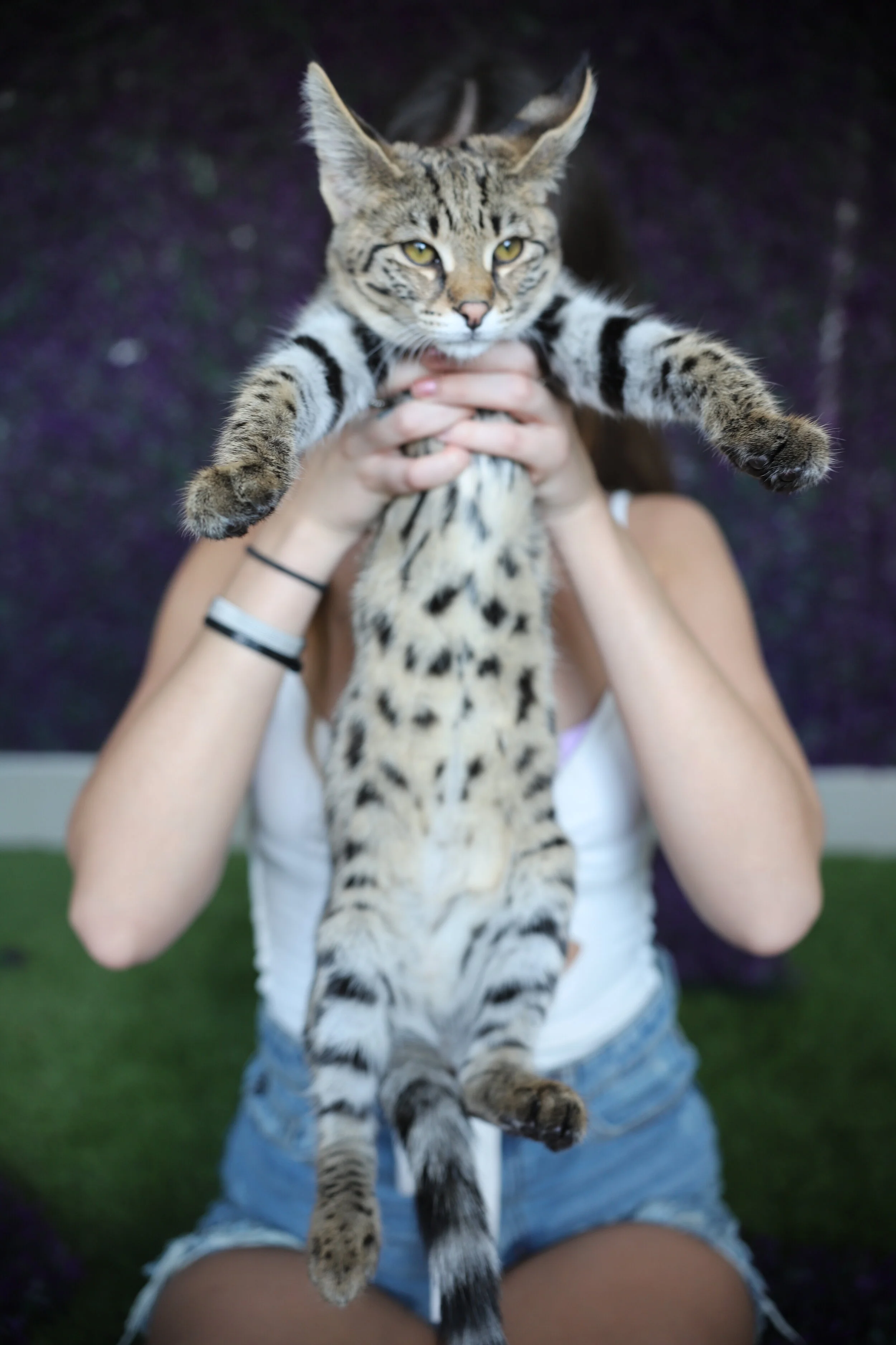F1 Savannah Cats For Sale | F1 & F2 Savannah Kitten Breeder California ...