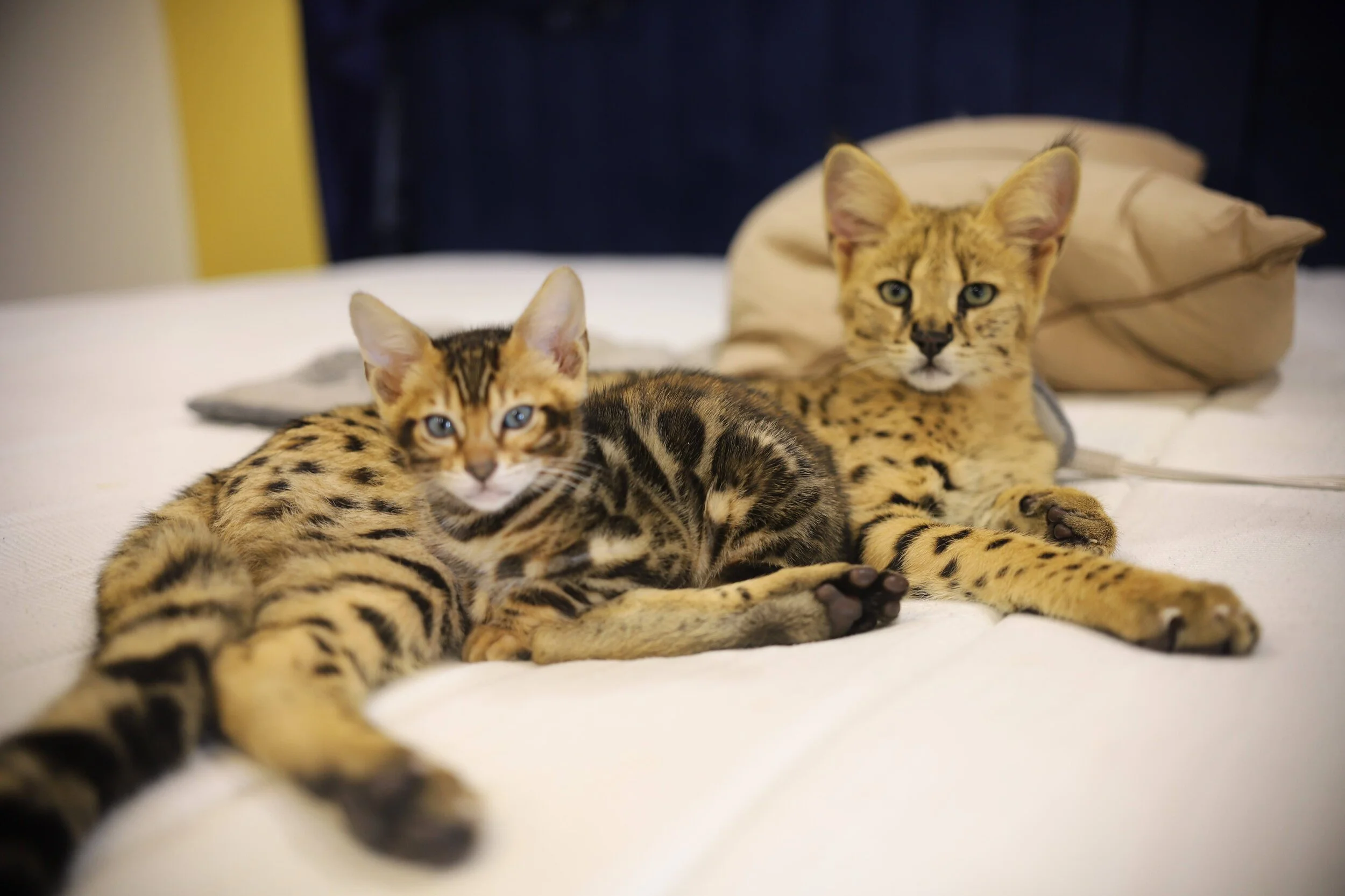 F1 Savannah Cats For Sale | F1 & F2 Savannah Kitten Breeder California ...