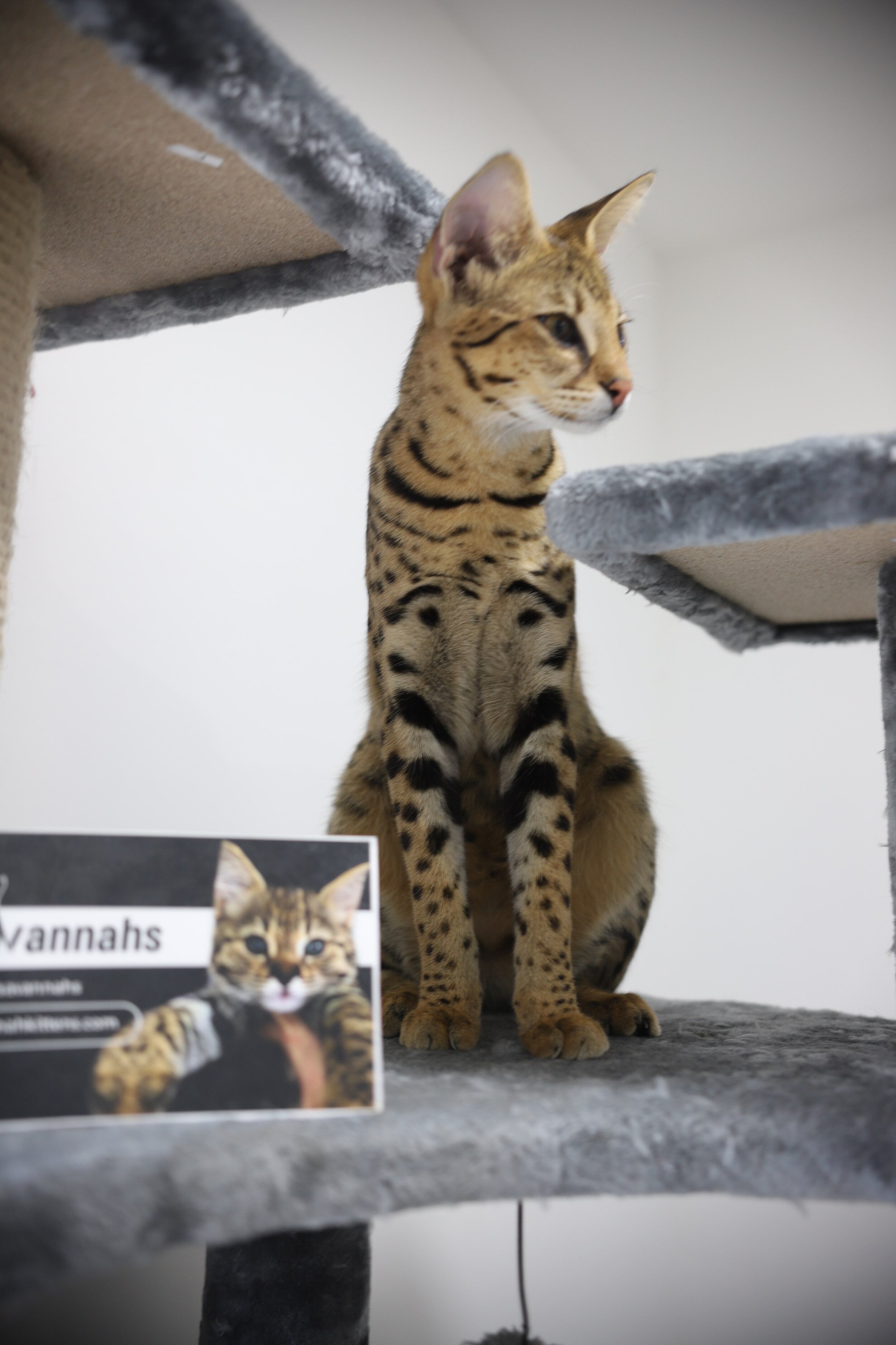 F1 Savannah Cats For Sale | F1 & F2 Savannah Kitten Breeder California ...