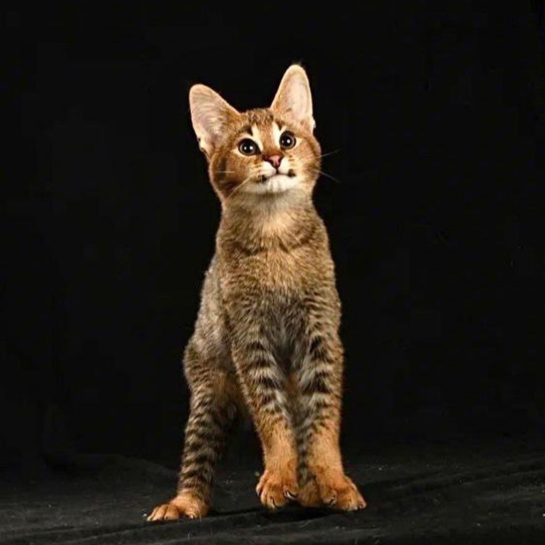Expert Savannah Cat Breeders | F1 Savannah Kittens