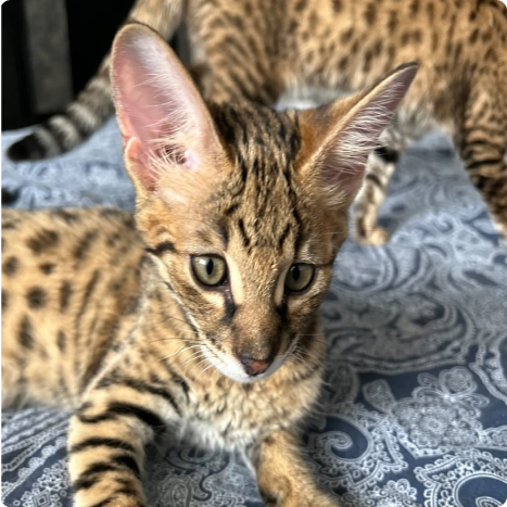 F2 Savannah Cats for Sale | Available Now! — F1 Savannah Cat Breeder
