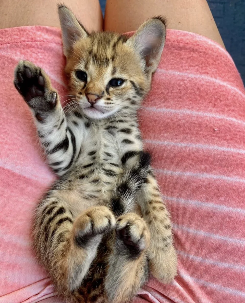 Are Savannah Cats Cuddly? Learn About This Exotic Breed — F1 Savannah Cat Breeder
