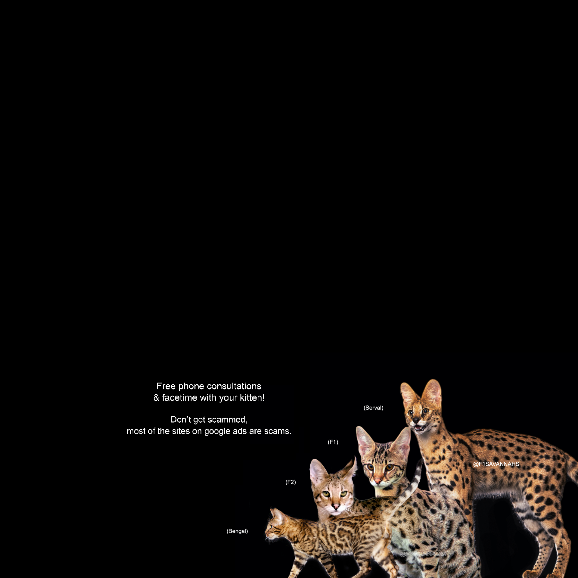 Expert Savannah Cat Breeders | F1 Savannah Kittens