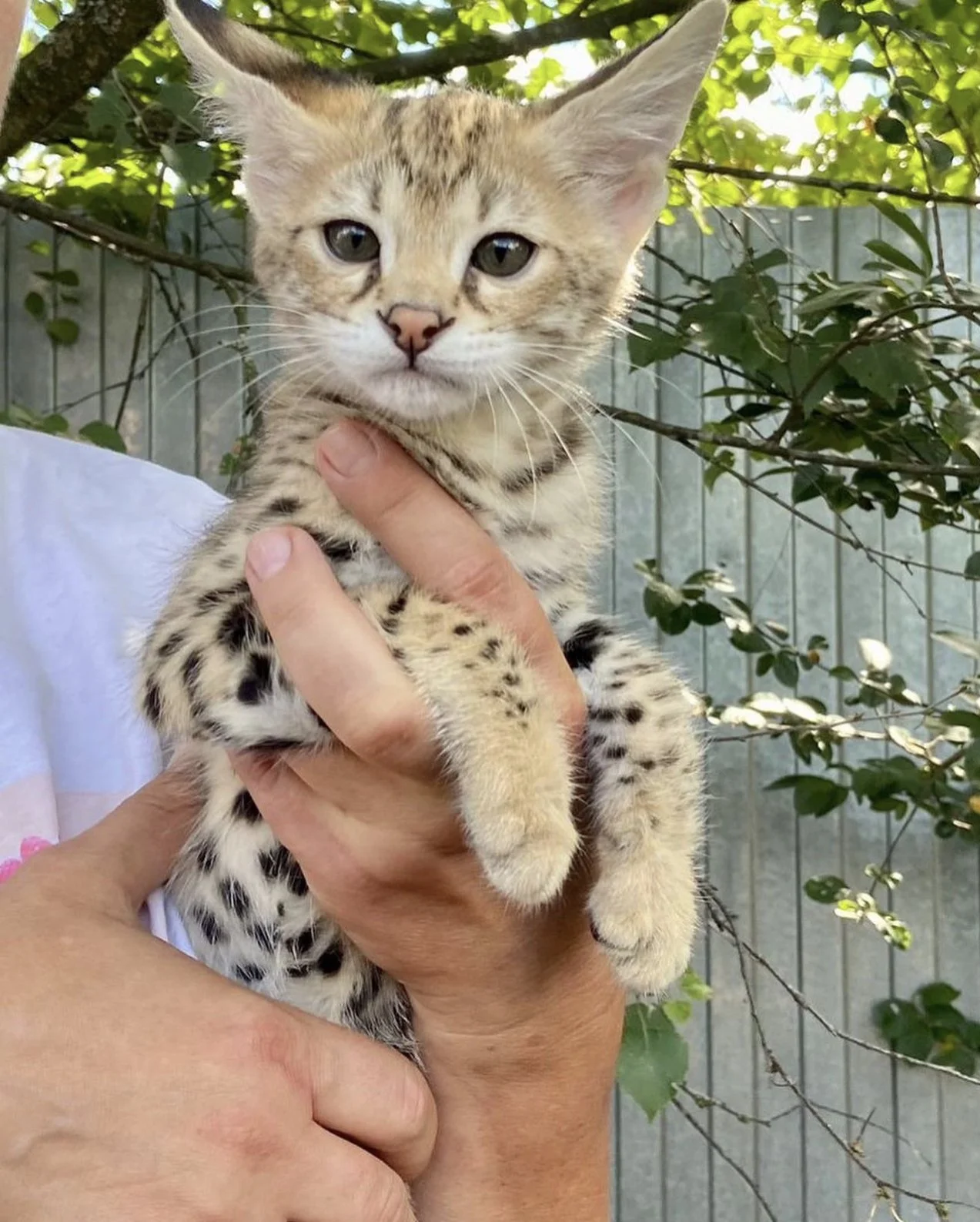 Do F1 Savannah cats make good pets? — F1 Savannah Cat Breeder