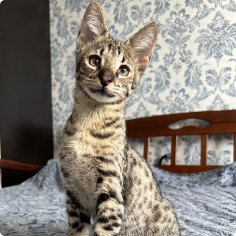 F2 Savannah Cats for Sale | Available Now! — F1 Savannah Cat Breeder