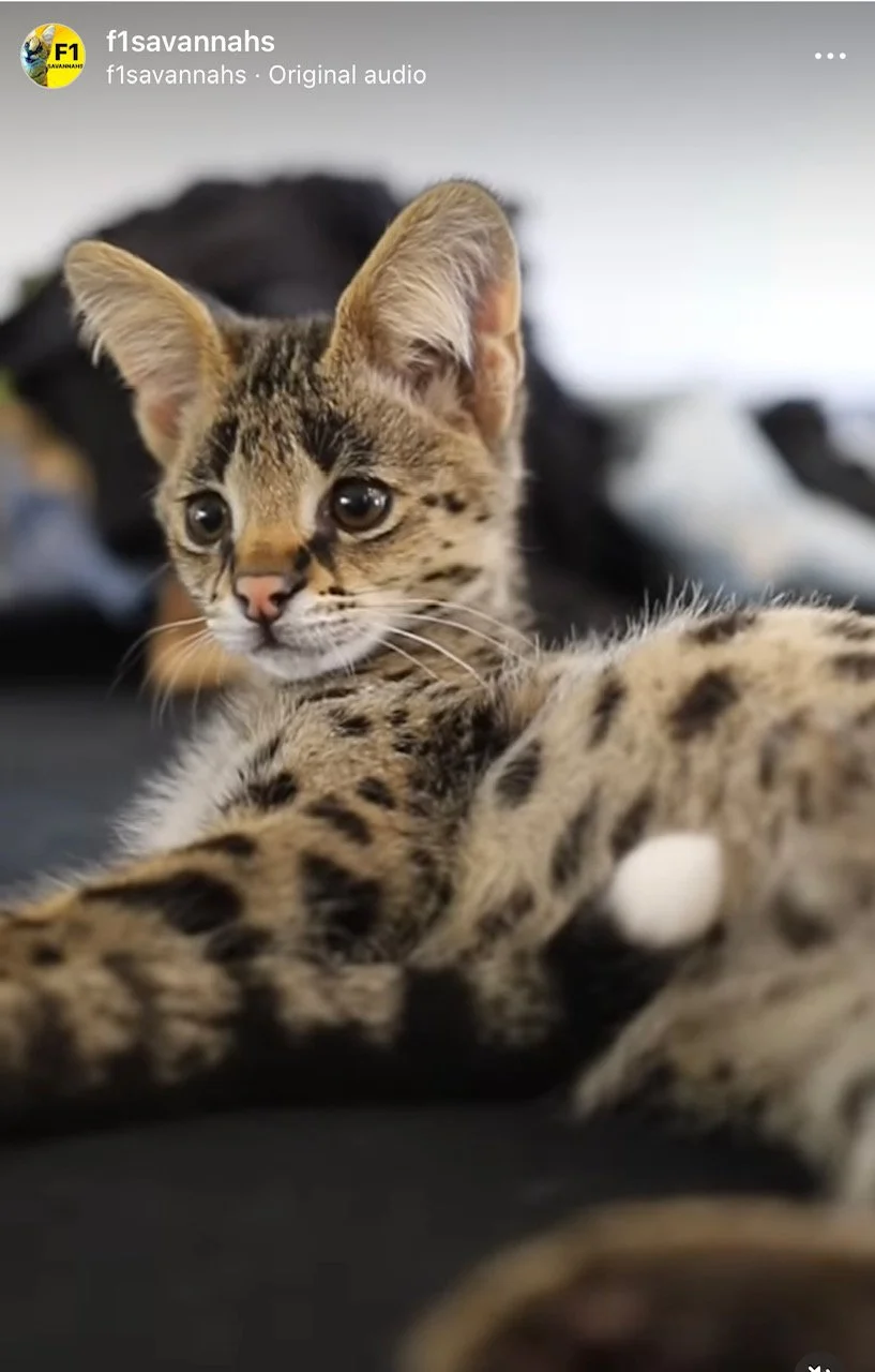 F1 Savannah Cats For Sale | F1 & F2 Savannah Kitten Breeder California ...
