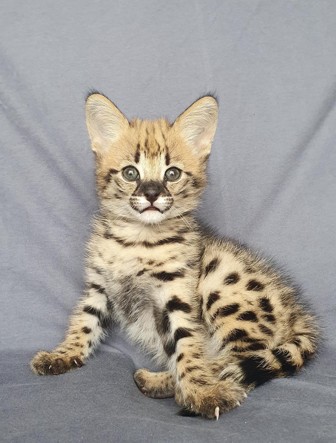 Savannah Cats for Sale — F1 Savannah Cat Breeder