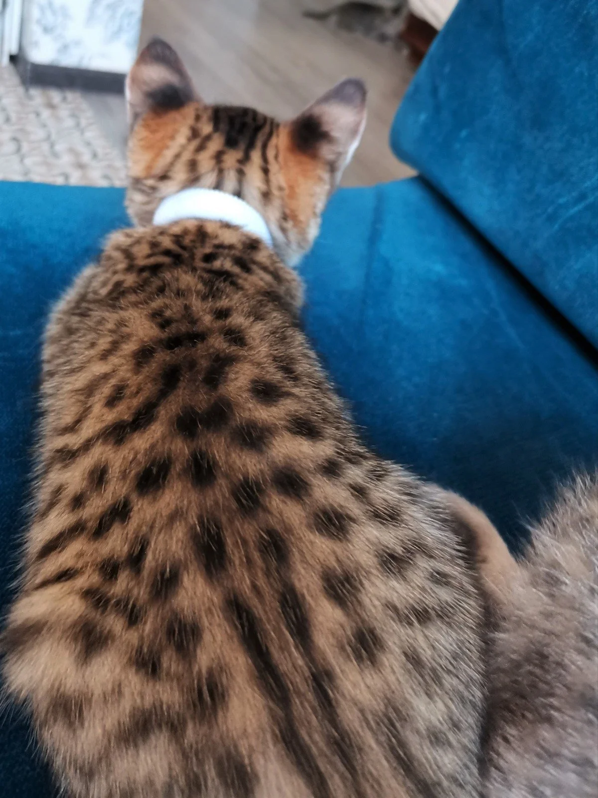 Available F2 Savannah Cats for Sale | F1 Savannah Cat Breeder — F1 ...
