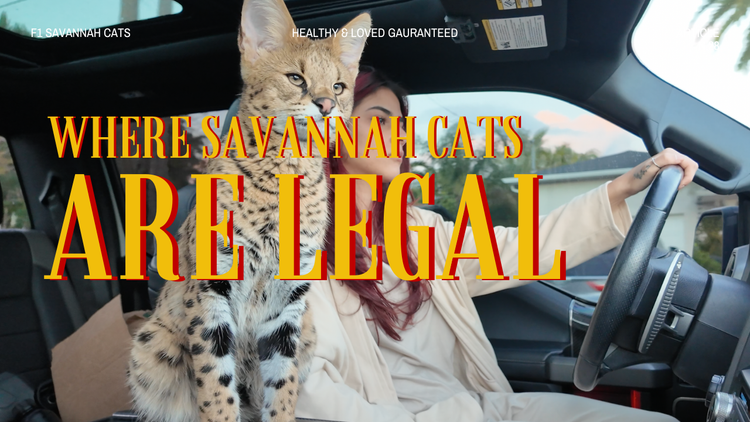 Legality — F1 Savannah Cat Breeder