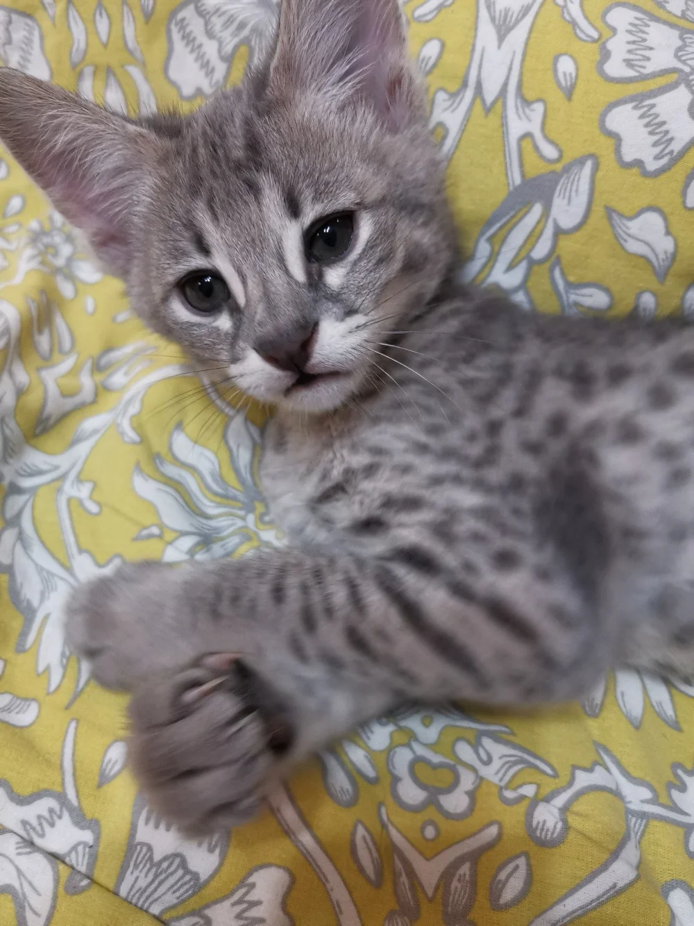 Available F2 Savannah Cats for Sale | F1 Savannah Cat Breeder — F1 ...