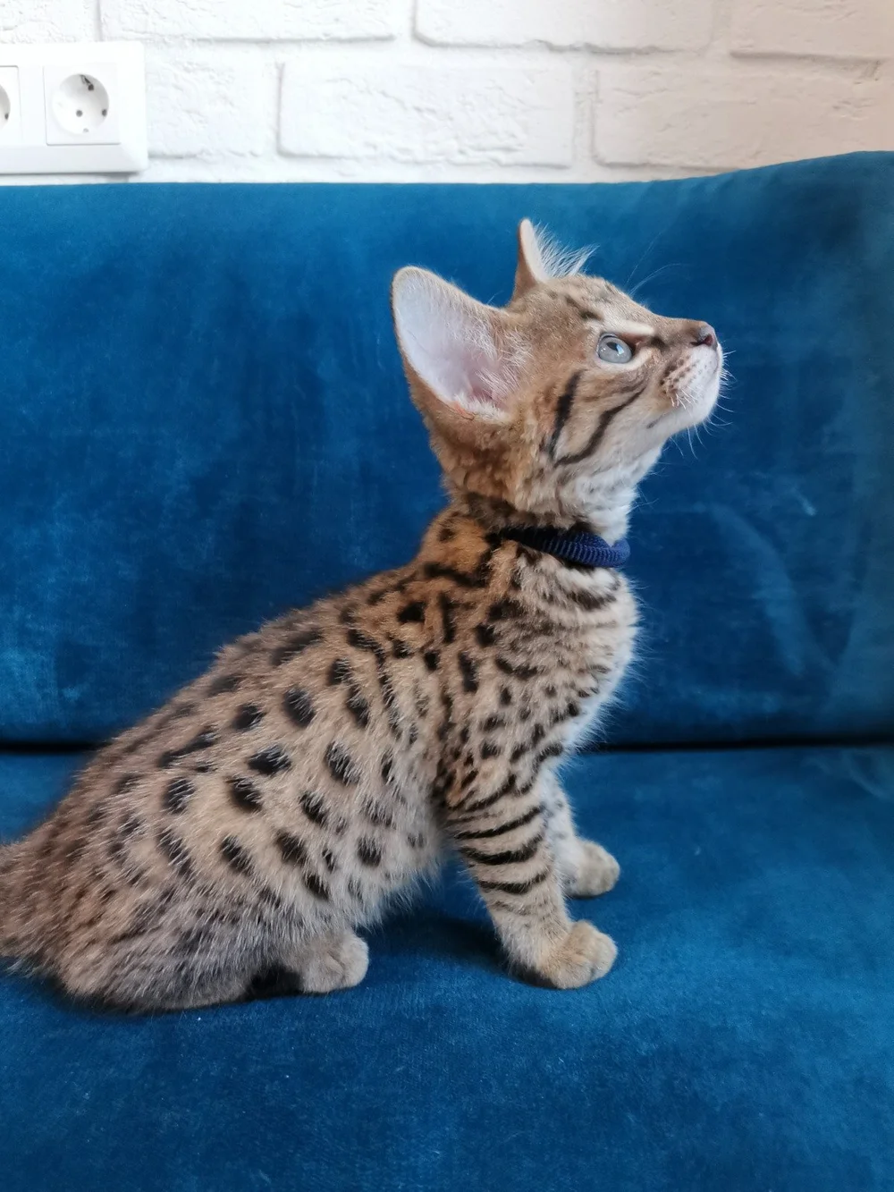 Available F2 Savannah Cats for Sale | F1 Savannah Cat Breeder — F1 ...