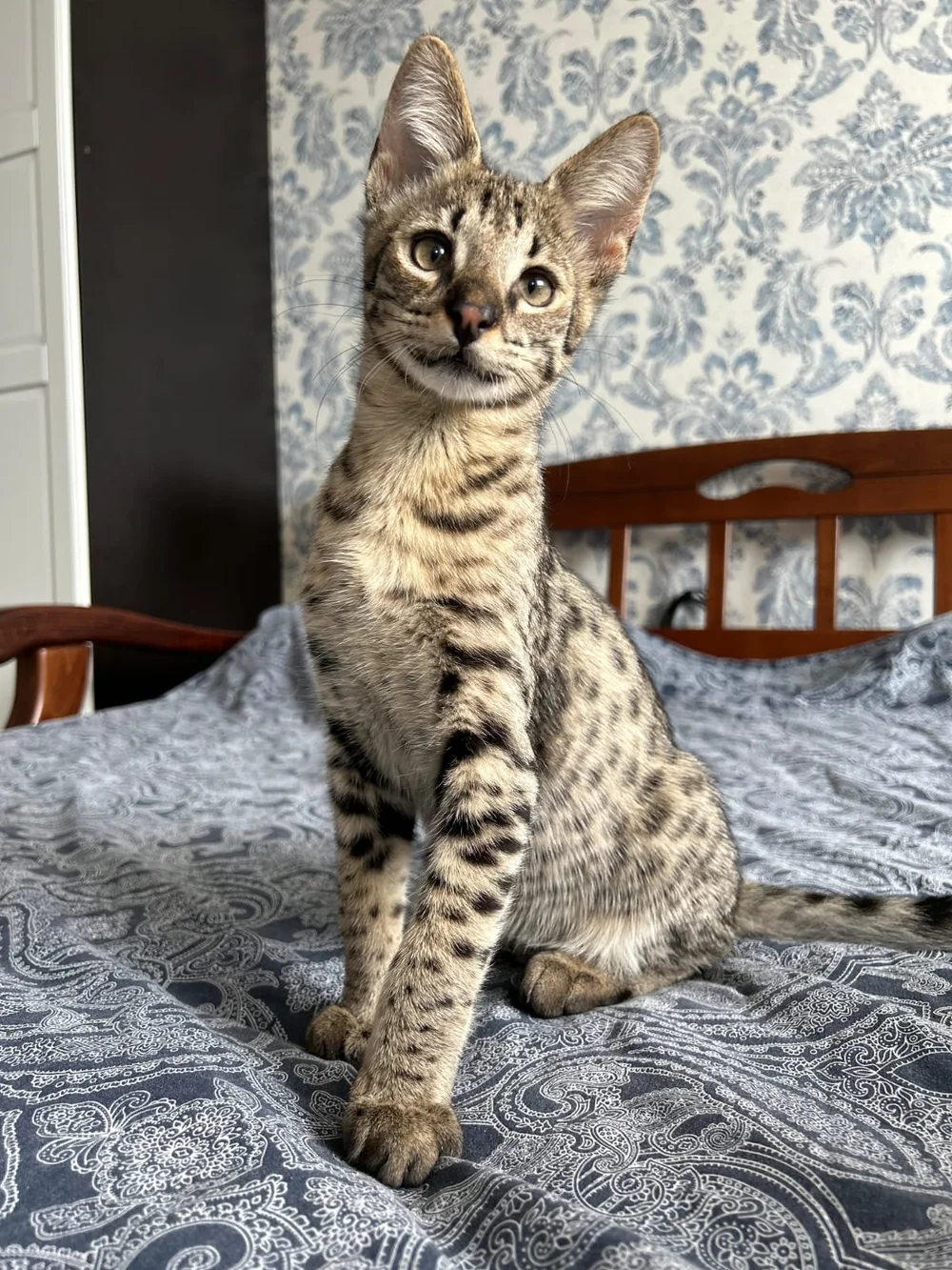 Available F2 Savannah Cats for Sale | F1 Savannah Cat Breeder — F1 ...