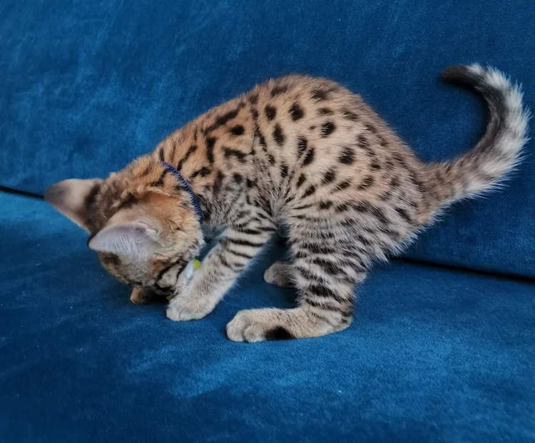 Available F2 Savannah Cats for Sale | F1 Savannah Cat Breeder — F1 ...