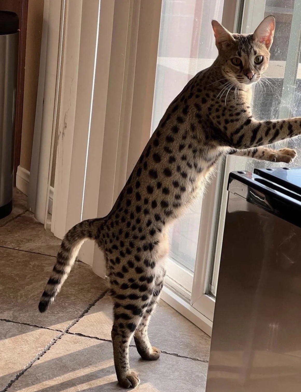 Savannah Cat Breeders New Zealand At Matilda Chomley Blog