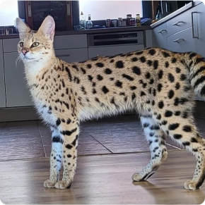 Ethical F1 Savannah Cat Breeders : Available Kittens For Sale