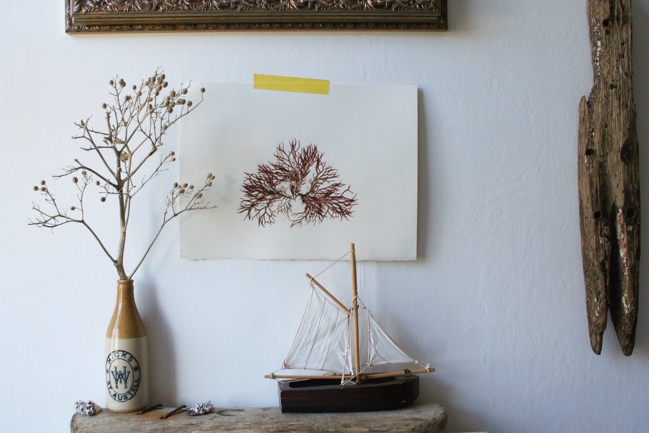 Journal: The Victorian Art of Seaweed Pressing — BEACH SHACK PROJECT