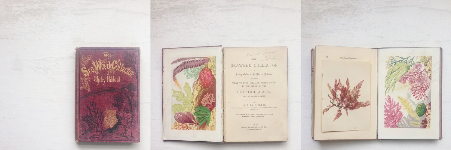 Journal: The Victorian Art of Seaweed Pressing — BEACH SHACK PROJECT
