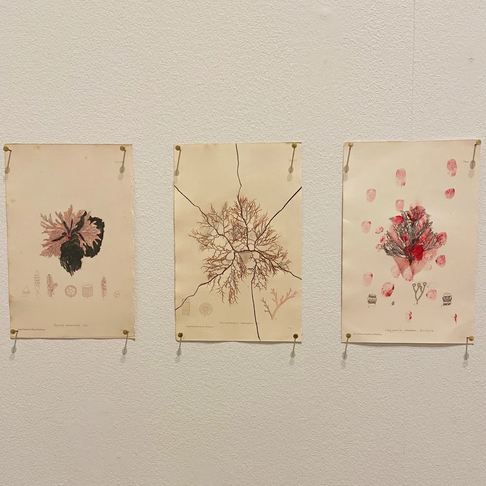 Pressed Seaweed Art