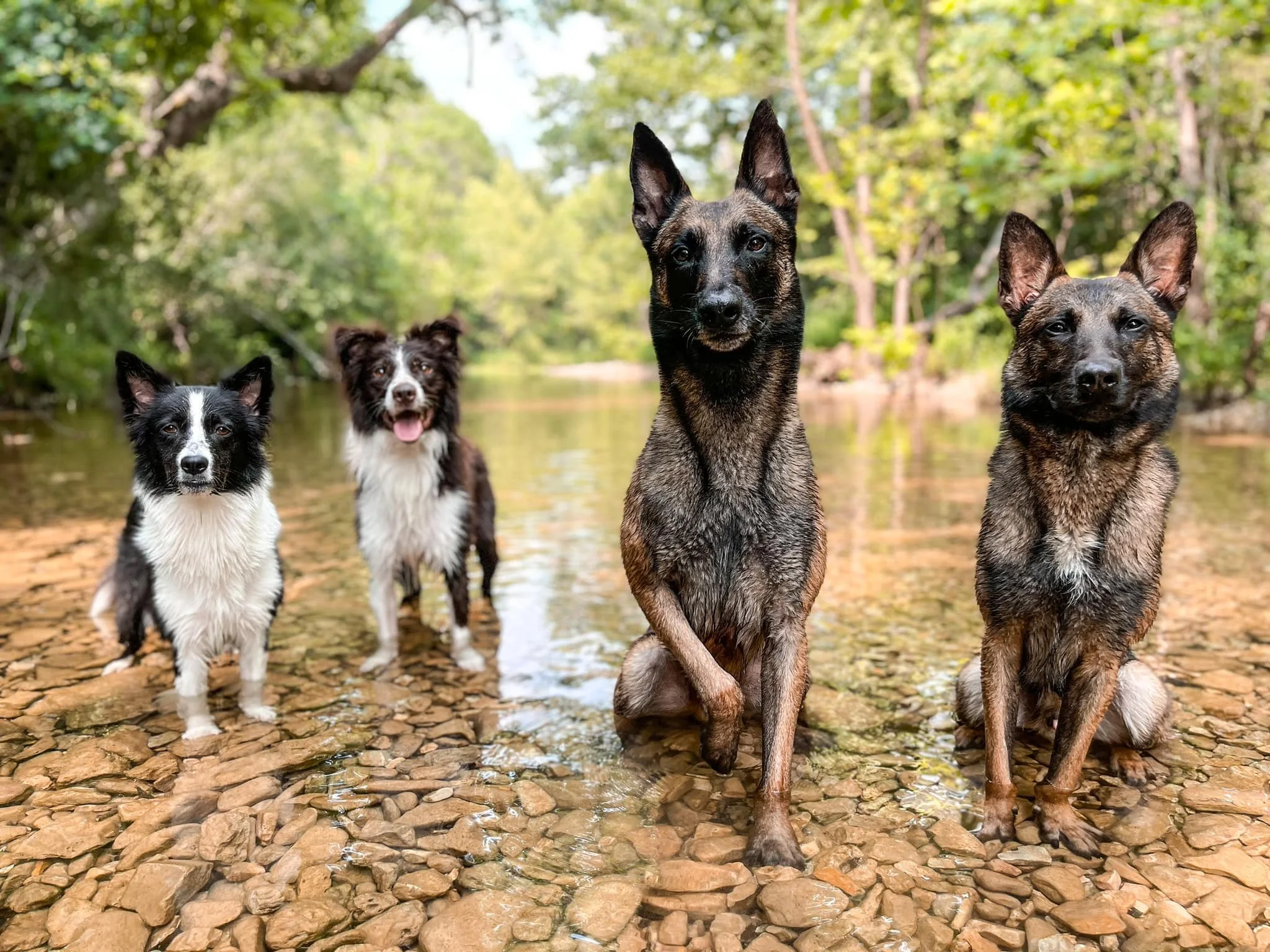 Absolute Dog Training