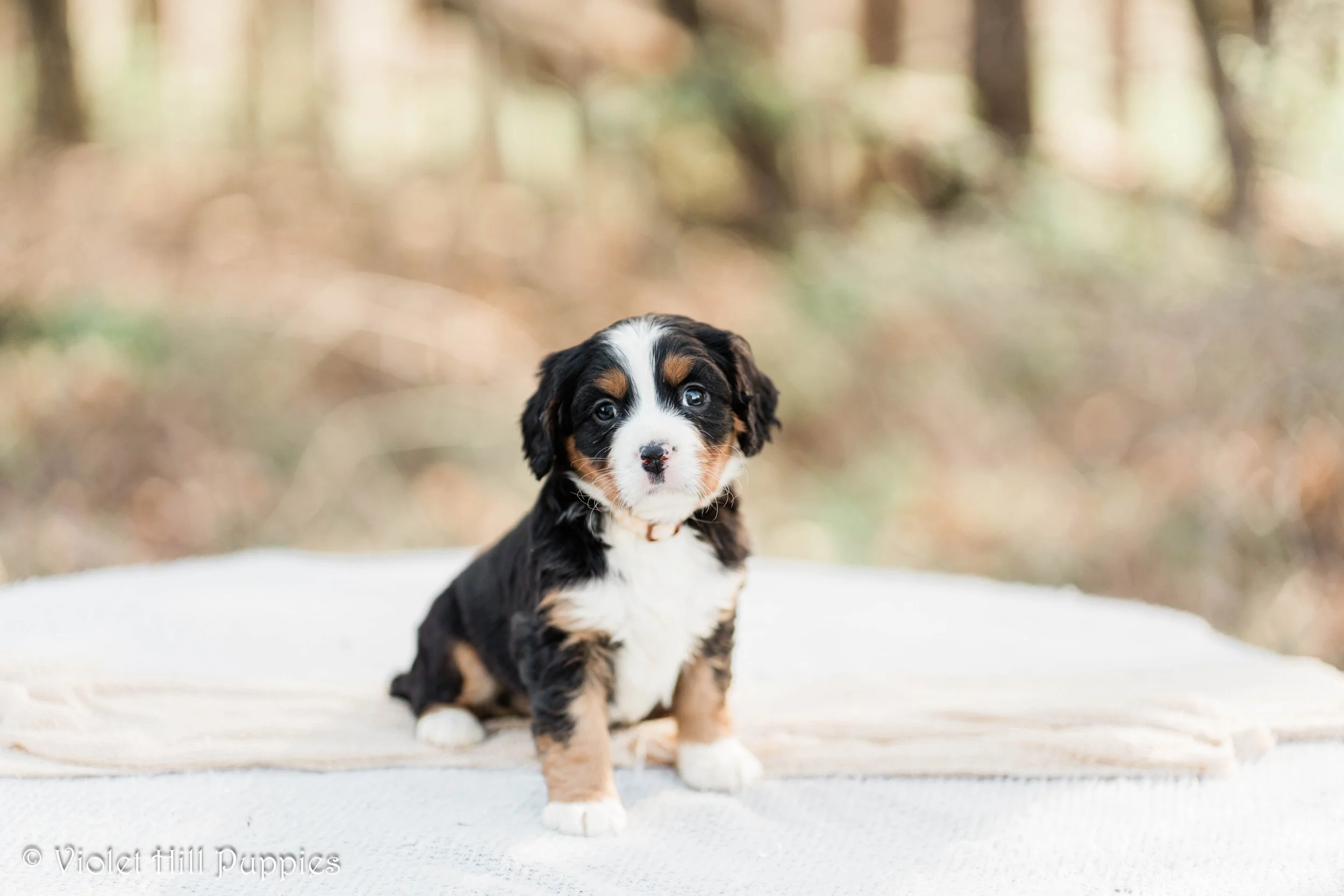 2 Tan — Violet Hill Puppies