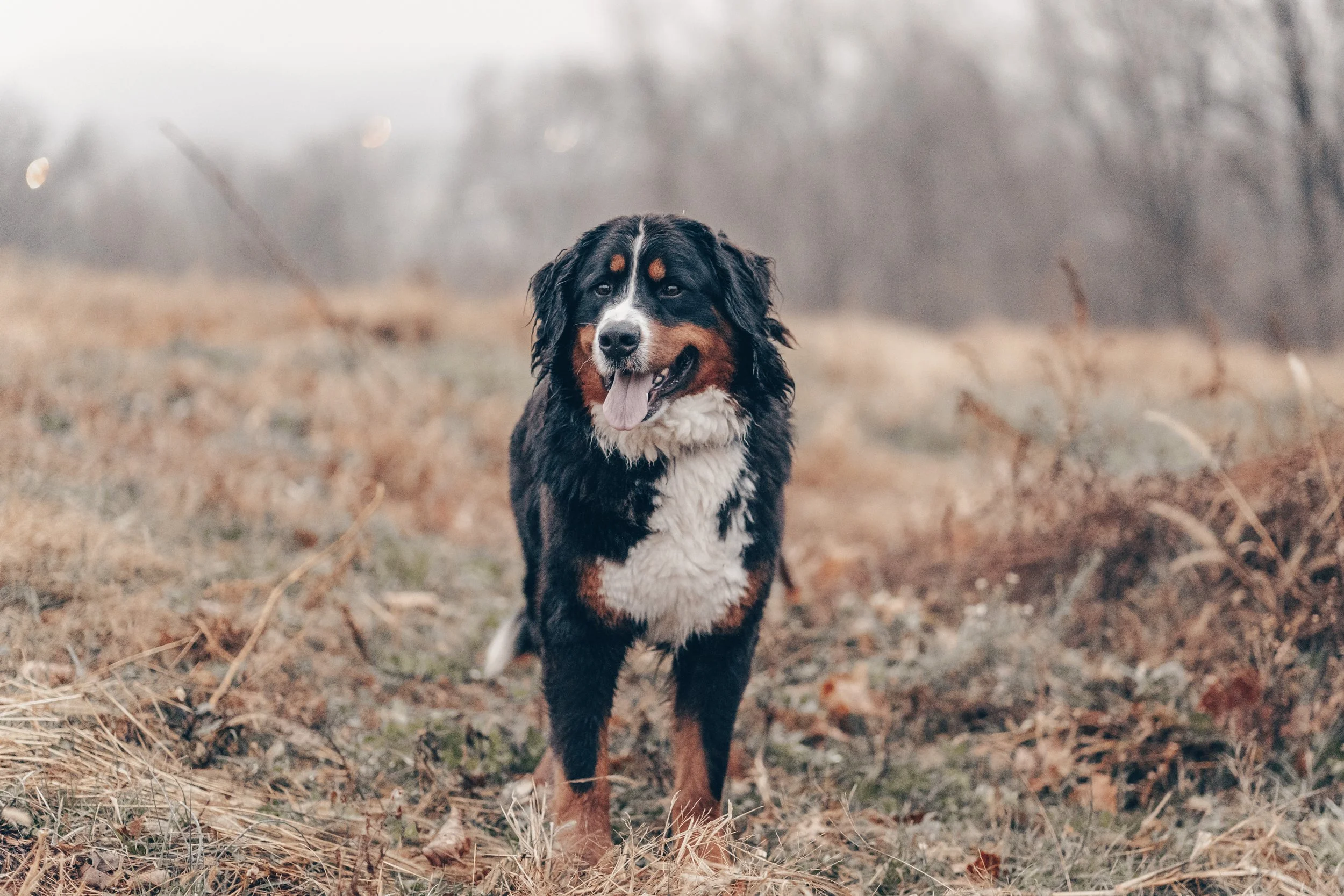 Mini Bernese Photos — Violet Hill Puppies