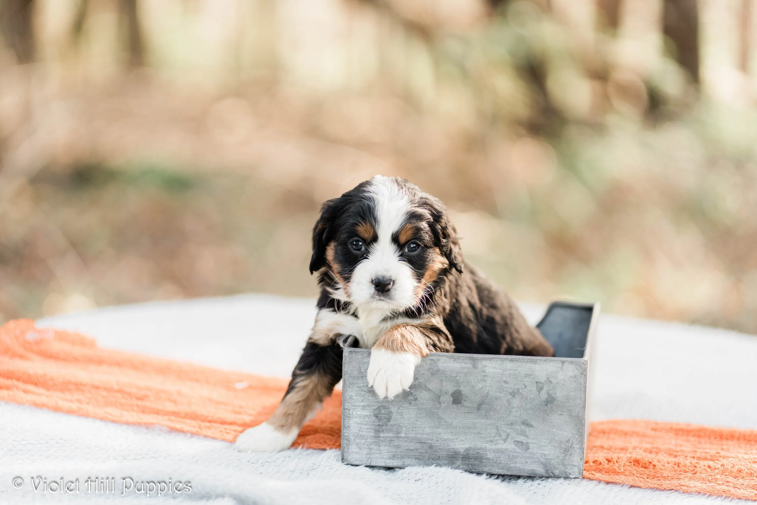 2 Orange — Violet Hill Puppies